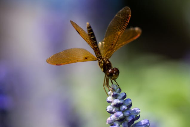 134 Terrifying Close-Ups Of Bugs 134 Terrifying Close-Ups Of Bugs