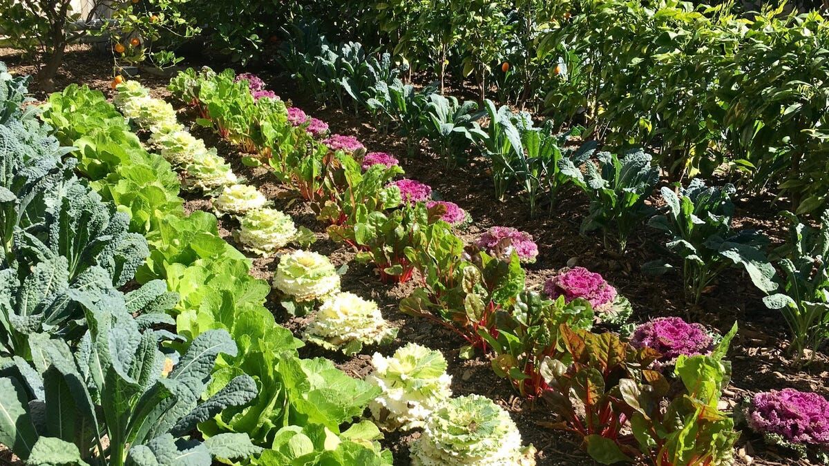 How to Tell How Many Plants Can Fit in Your Garden Before Spending Money