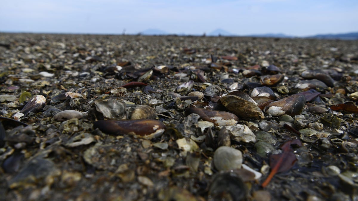 1 Billion Sea Creatures Cooked to Death in Northwest Heat Wave