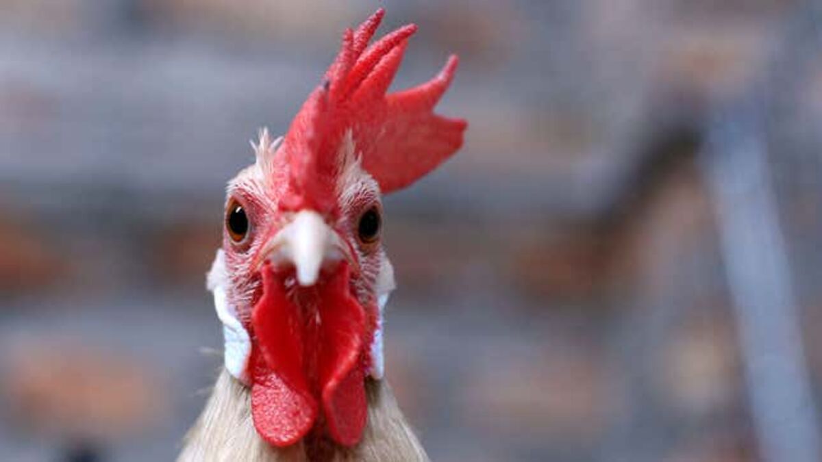 The chicken may be the greatest legacy of the anthropocene