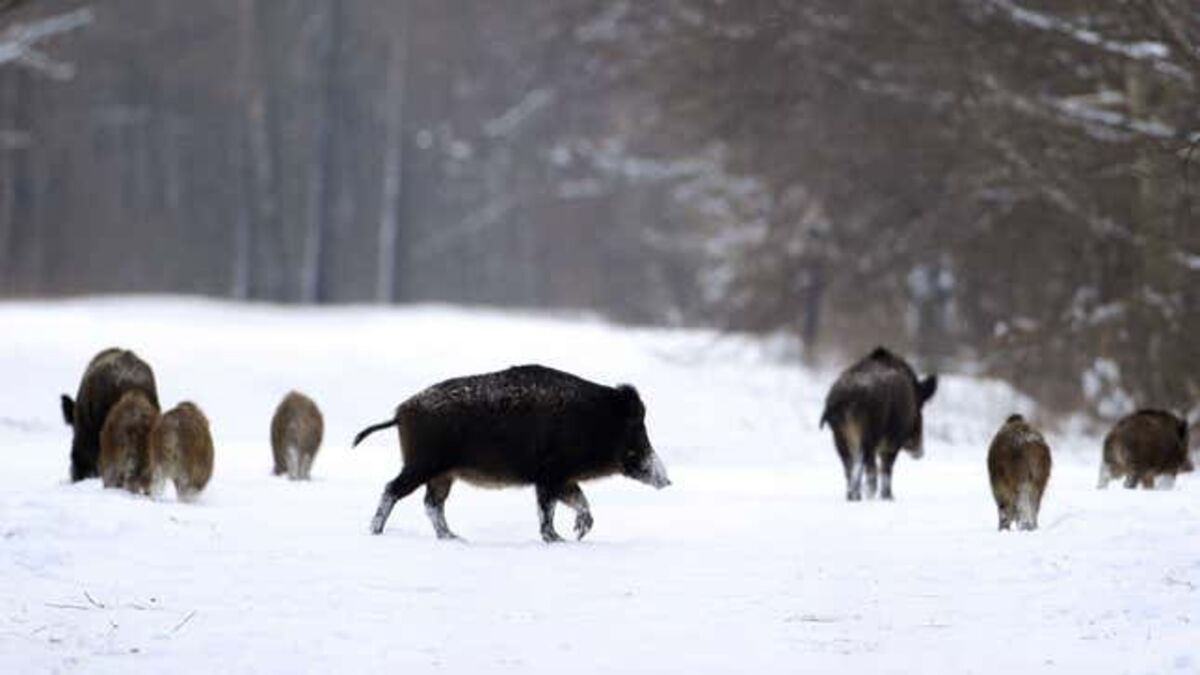 Radioactive wild boars still run wild in Germany, 28 years after Chernobyl