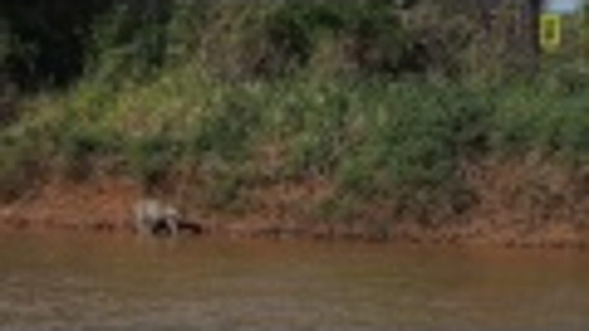 Animals would stop the zombie apocalypse before it started