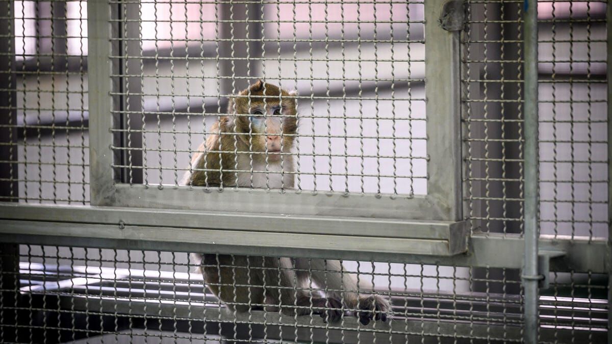 Rights Groups Want Tortured Neuralink Monkey Pics Released