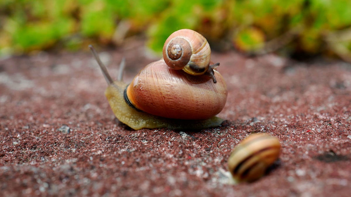 Scientists found a painkilling chemical in venomous snails that could ...