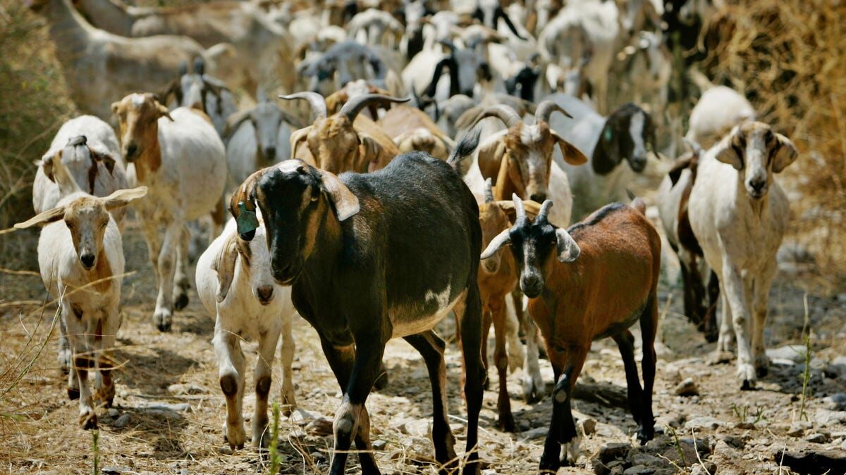 New Zealand take note: Snipers in helicopters are just one way to stop ...