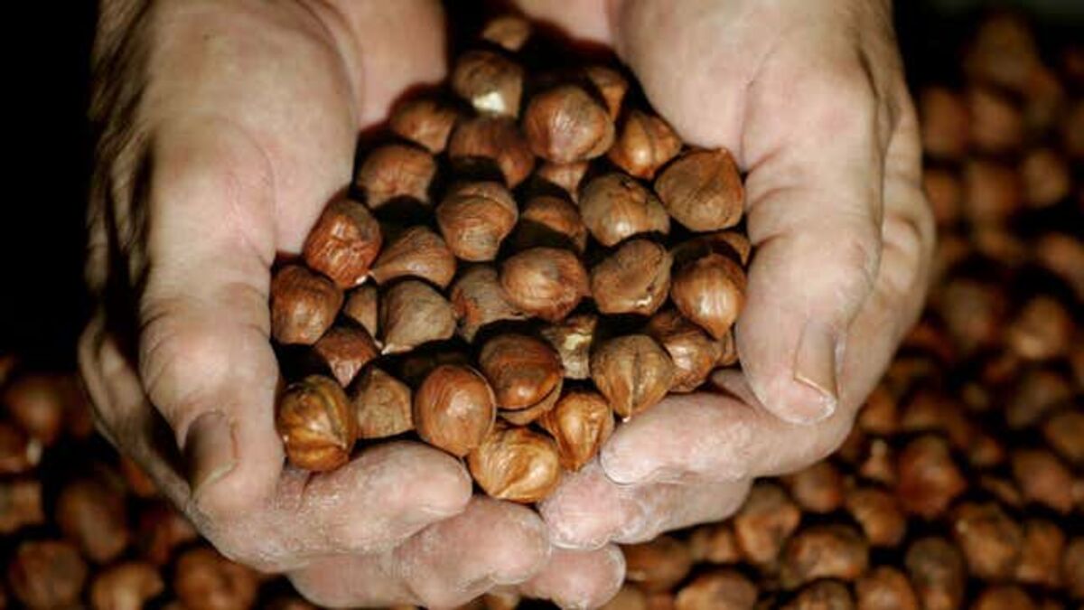 This small Turkish town grows a quarter of the world’s hazelnuts