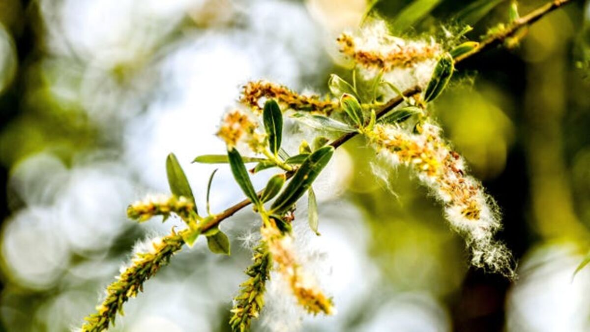 Morning Might Be the Best Time to Avoid Pollen, Study Finds