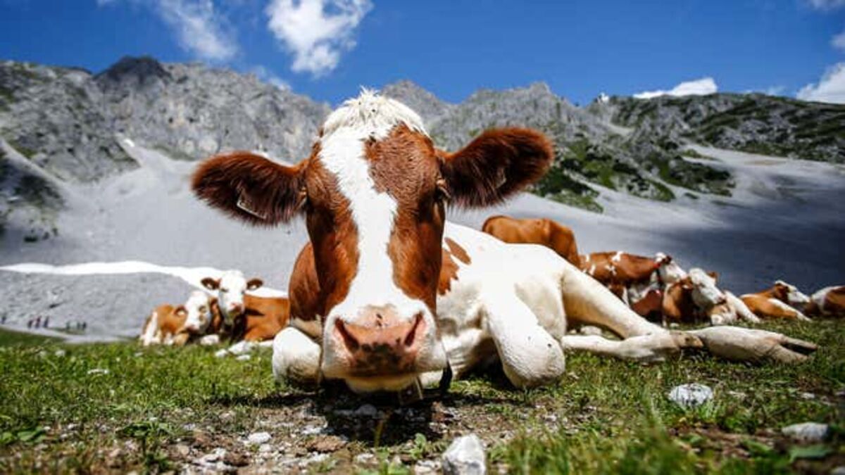 Our obsession with cows is causing almost 10% of global warming emissions