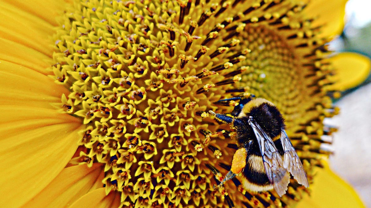 Bees understand the concept of zero, or nothingness Bees understand the concept of zero, or nothingness