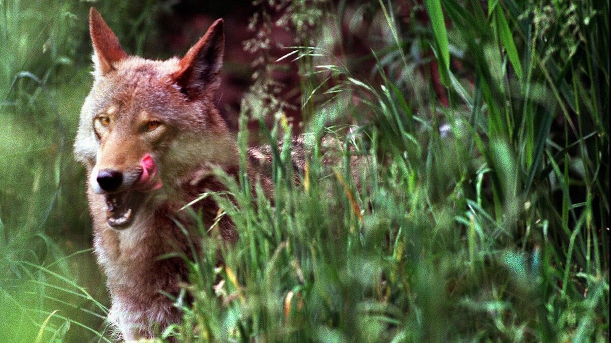 More Than a Third of All Animals in the U.S. Could Go Extinct