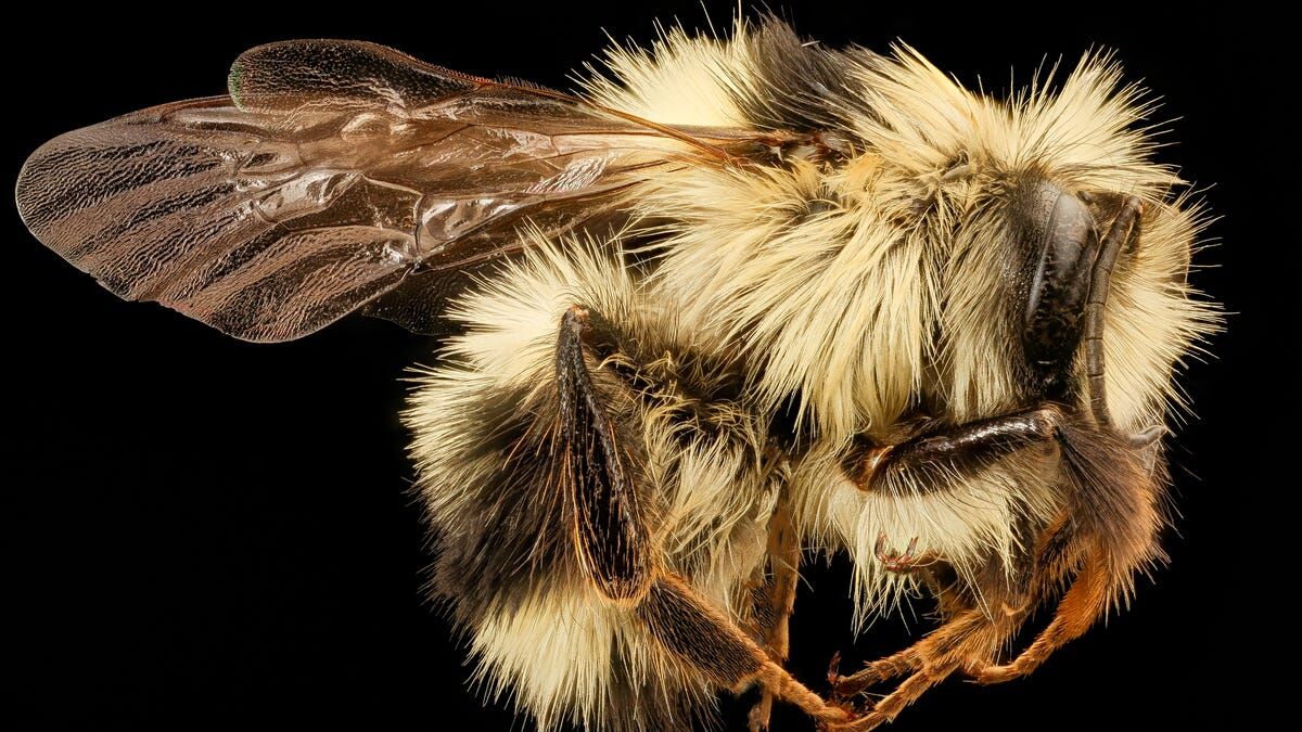 The Genetics Behind Bees' Black and Yellow Butts