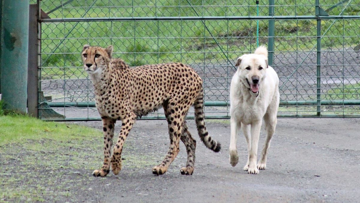 8 Unlikely Animal Friendships
