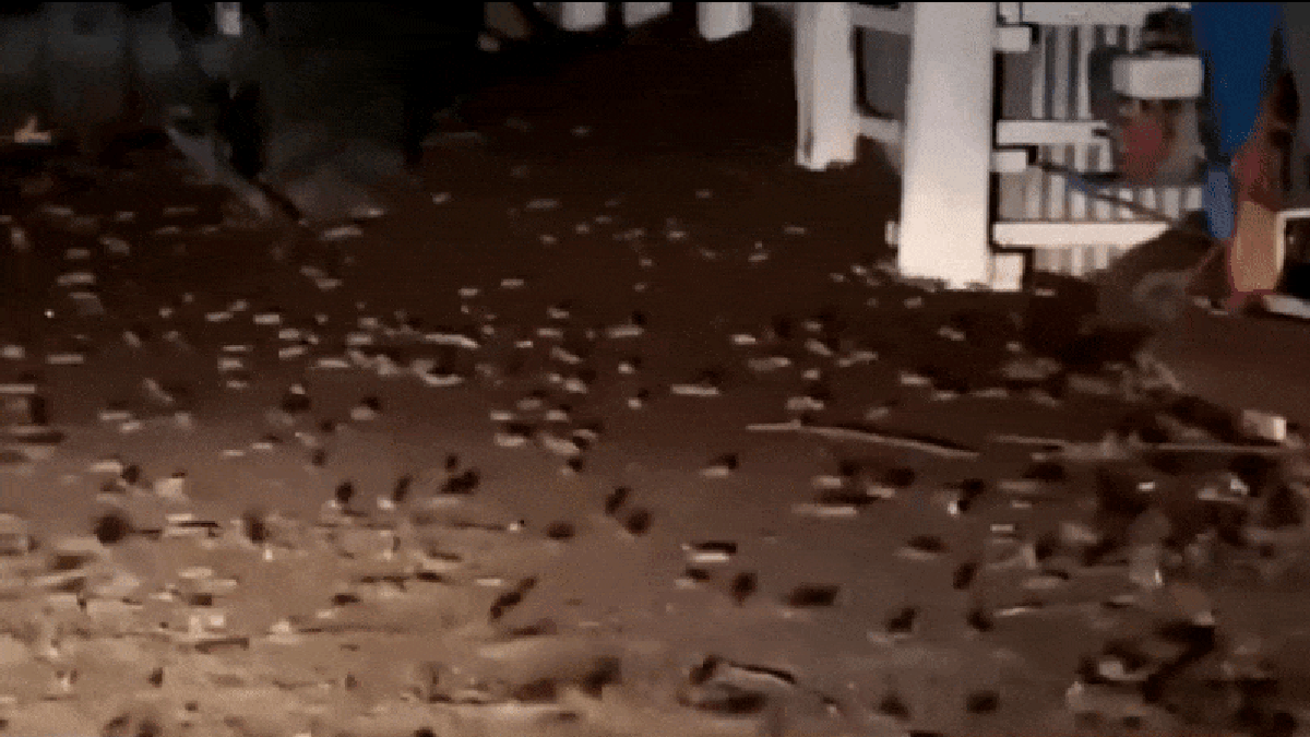 Cuatro vídeos aterradores para entender la plaga de ratones que azota a ...