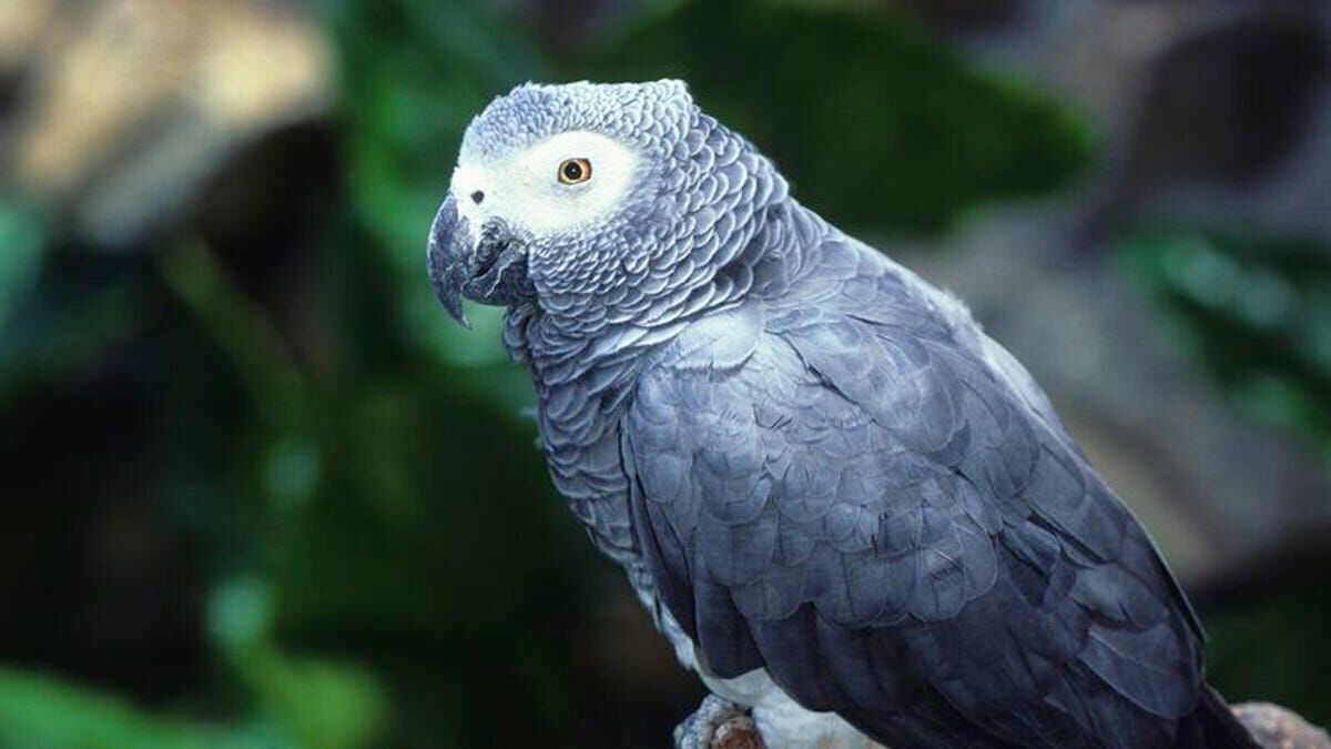 Grey Parrot Disappointed To Discover Rest Of Aviary A Bunch Of Idiots