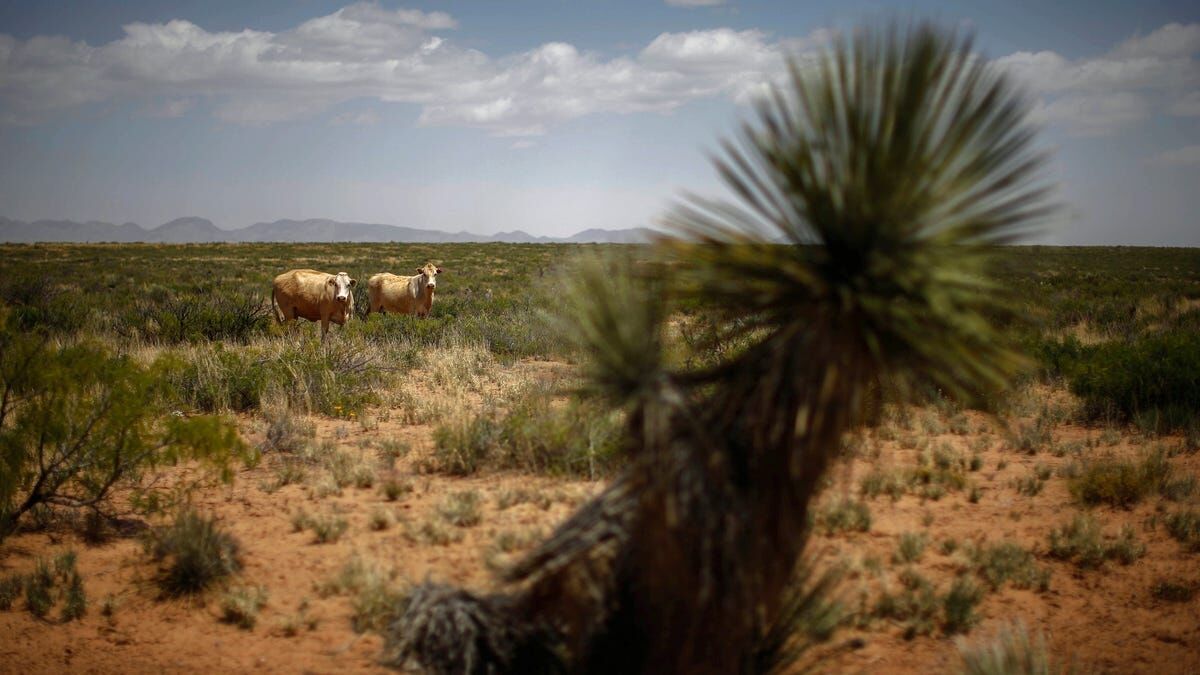 Why are park rangers culling cows in New Mexico?