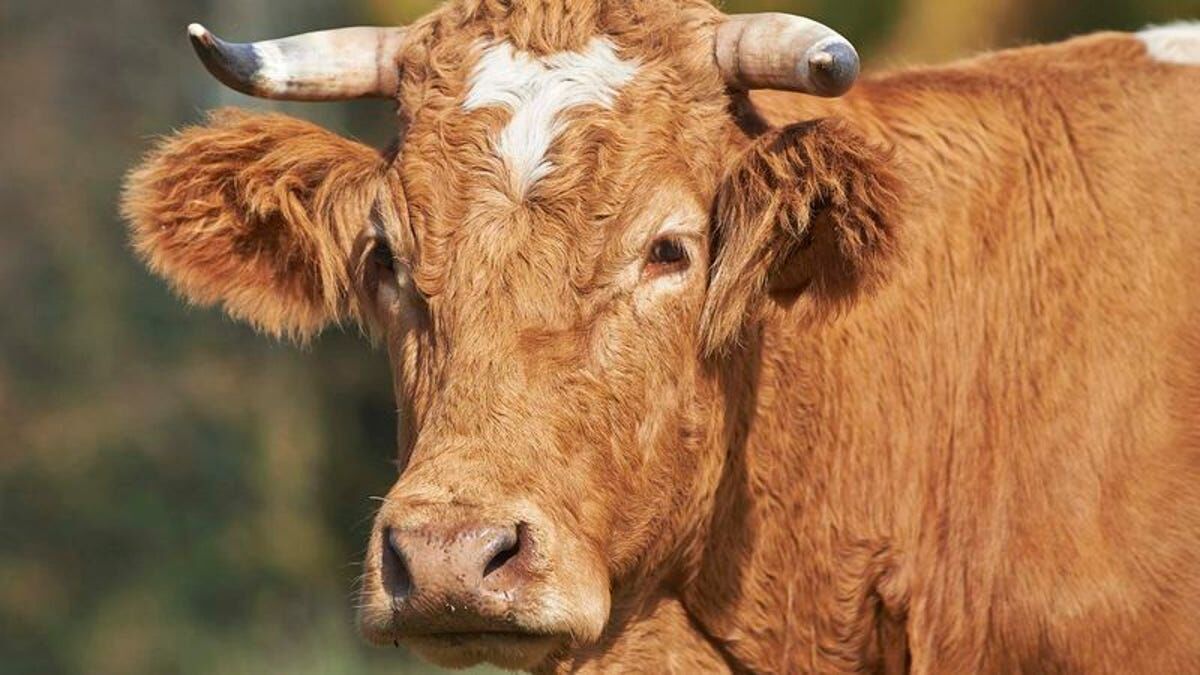 Cow Worried It Will Never Live Up To Father’s USDA Rating