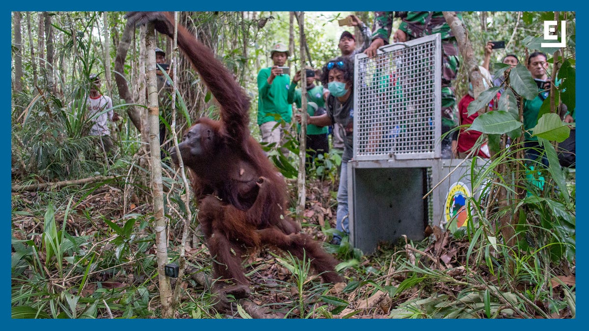 Meet the Scientists Trying to Save Indonesia's Orangutans Meet the Scientists Trying to Save Indonesia's Orangutans