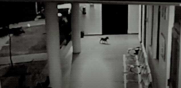 El impactante momento en el que una perra derriba y persigue al ...