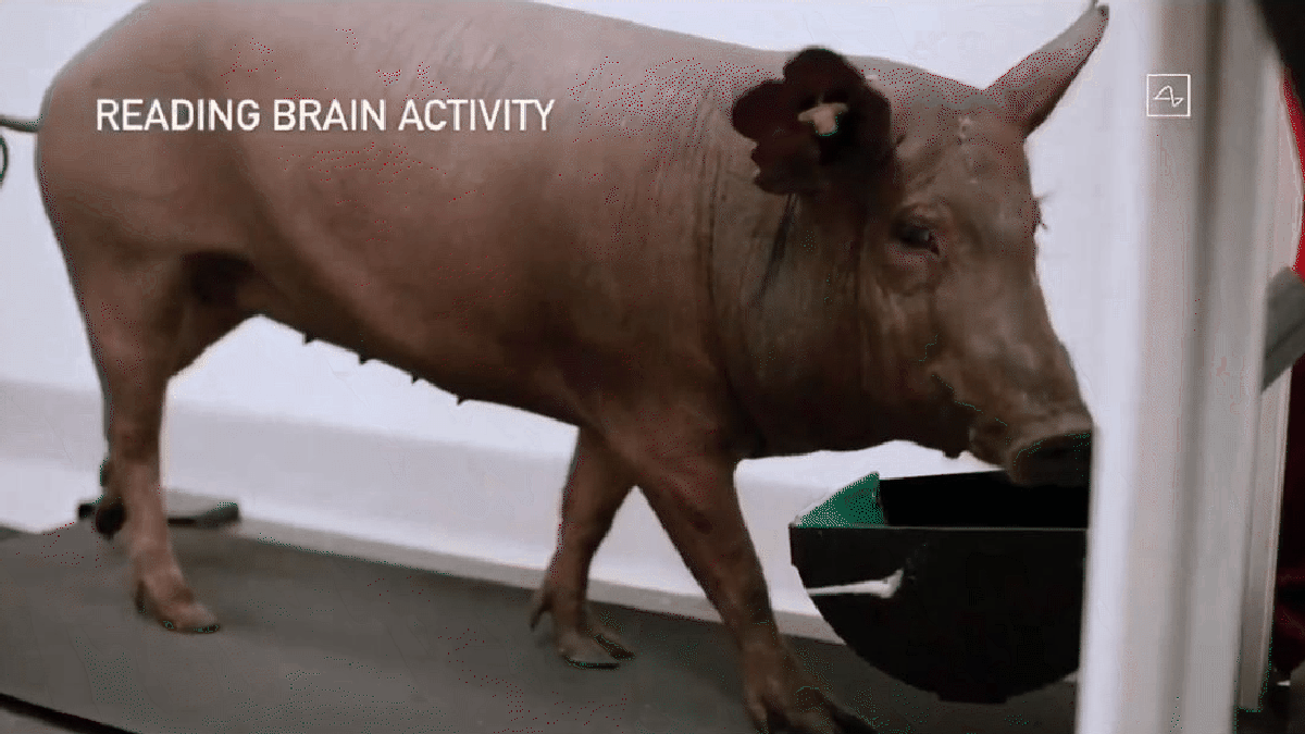 Elon Musk Reveals His Cyborg Pigs Elon Musk Reveals His Cyborg Pigs