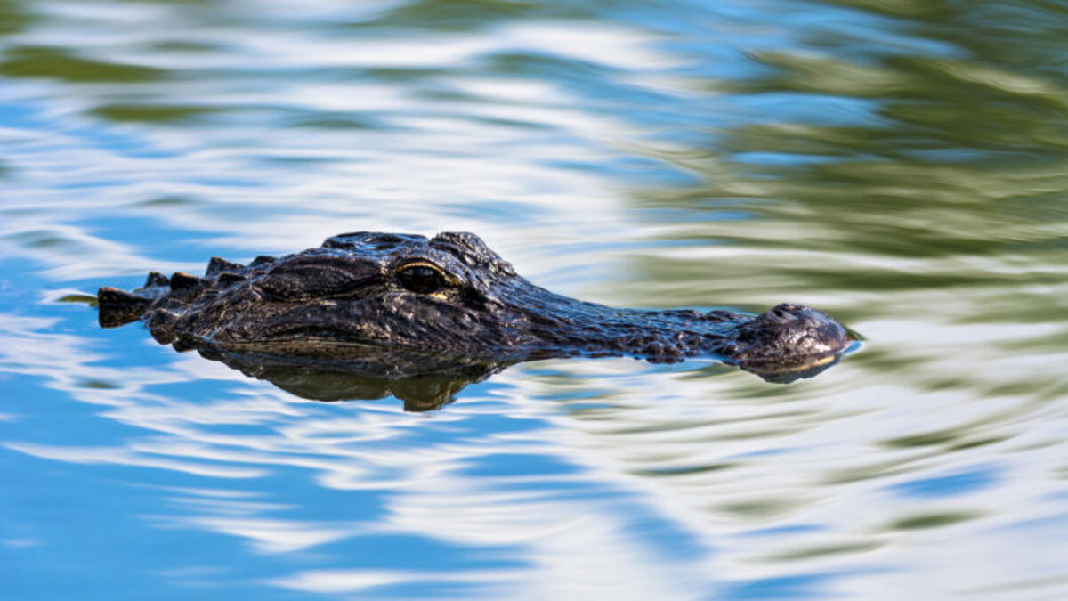 Florida alligator crashes picnic, houses guacamole