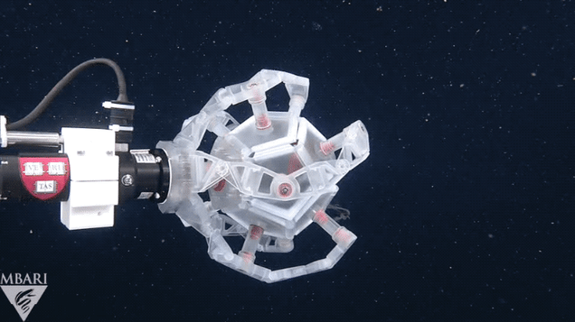 This Folding Robotic Device Captures Delicate Sea Creatures Without ...