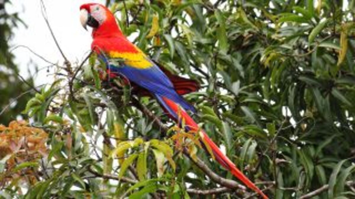 Scientists Find Evidence of 1,000-Year-Old Parrot-Breeding Operation in ...