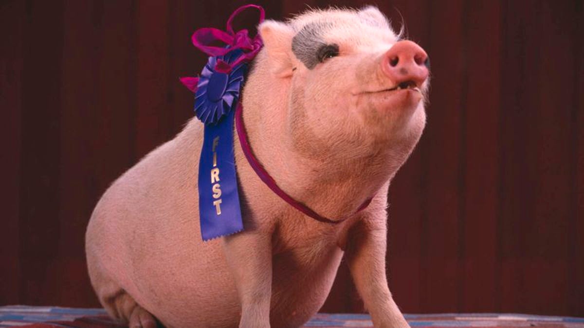 8 Prize-Winning Hogs Who Definitely Didn’t Deserve To Win 8 Prize-Winning Hogs Who Definitely Didn’t Deserve To Win