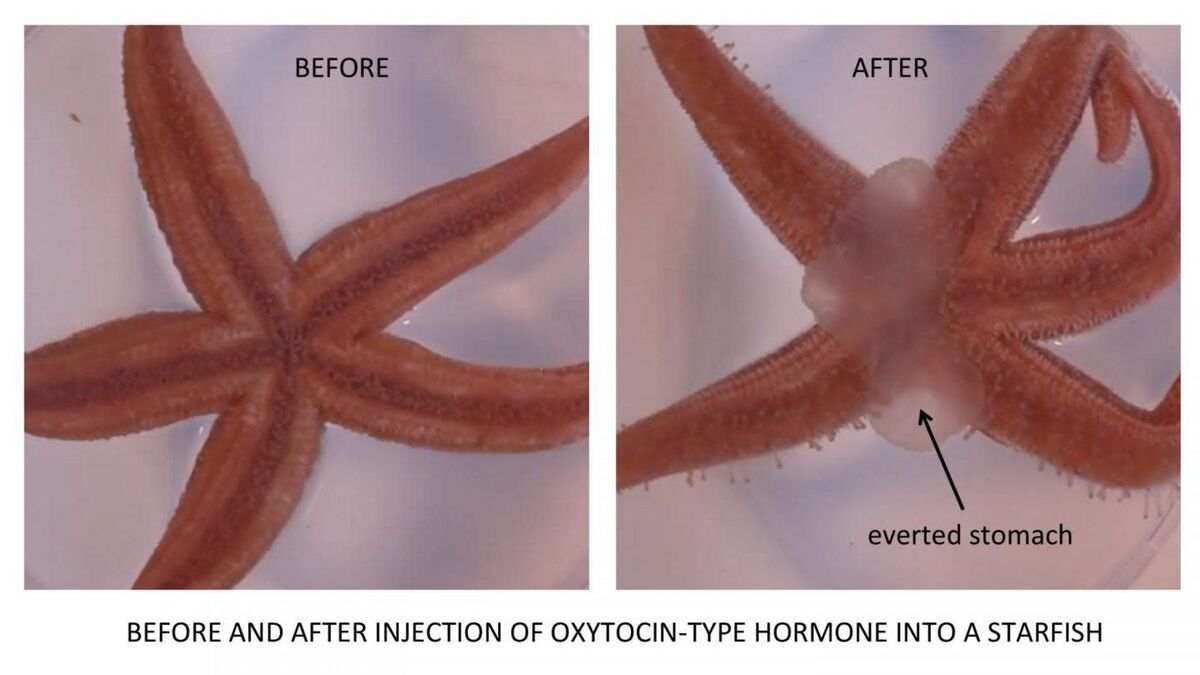 The 'Love Hormone' Helps Some Starfish Turn Their Stomach Inside Out To Eat