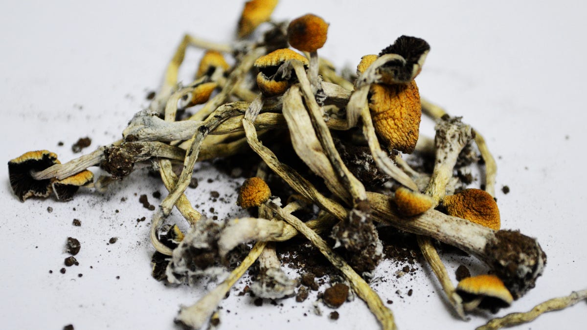 Scientists Finally Unlock the Recipe For Magic Mushrooms Scientists Finally Unlock the Recipe For Magic Mushrooms