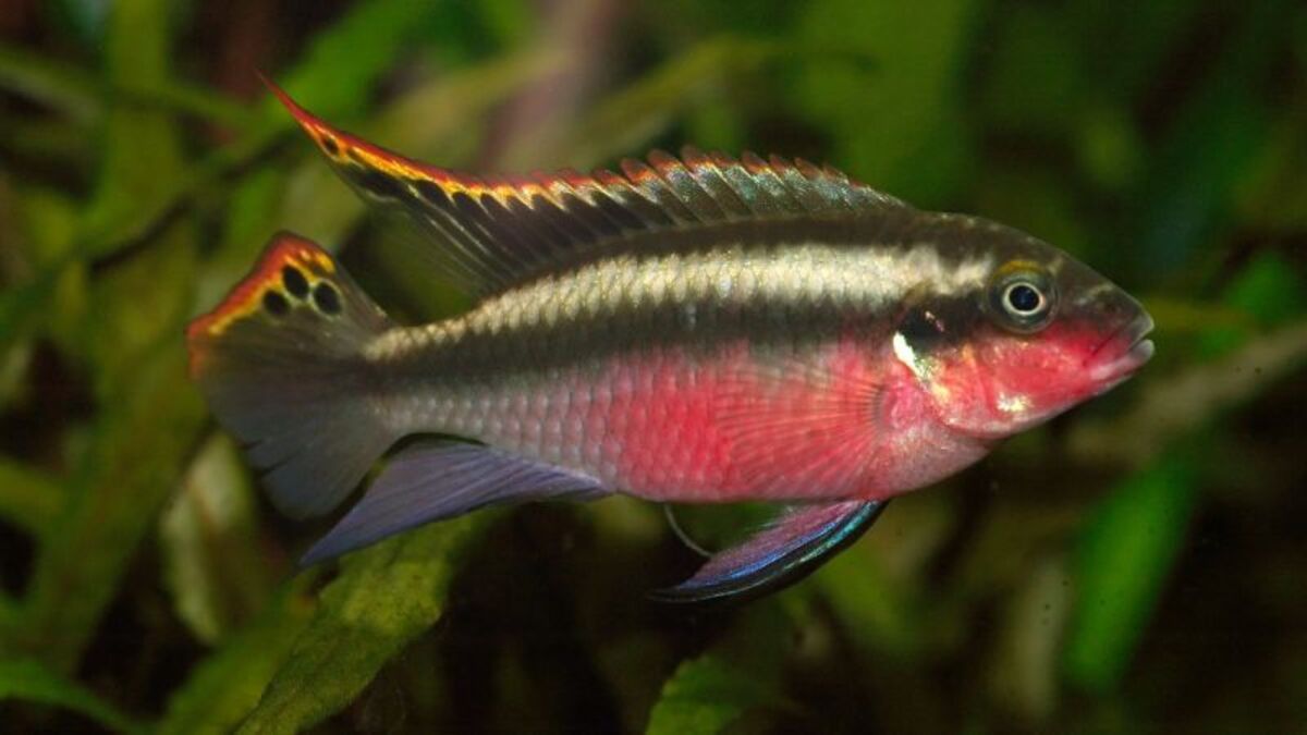 Fish Pee On Each Other to Show Who's Boss