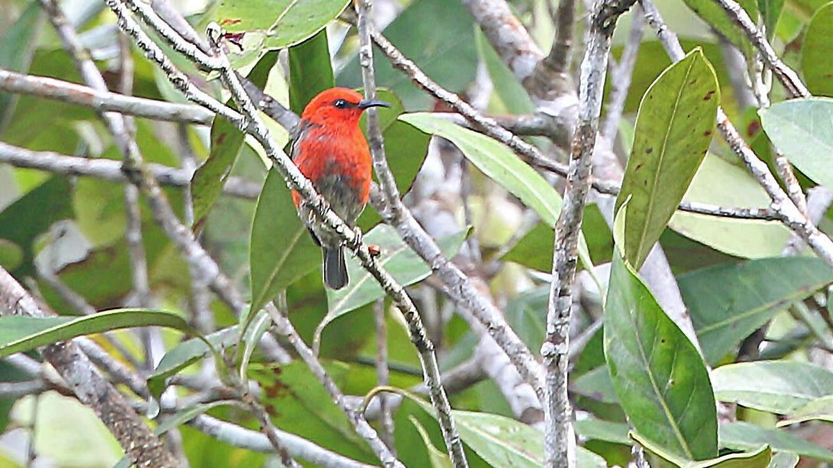 Scientists Describe Trove of New Bird Species on Indonesian Islands Scientists Describe Trove of New Bird Species on Indonesian Islands