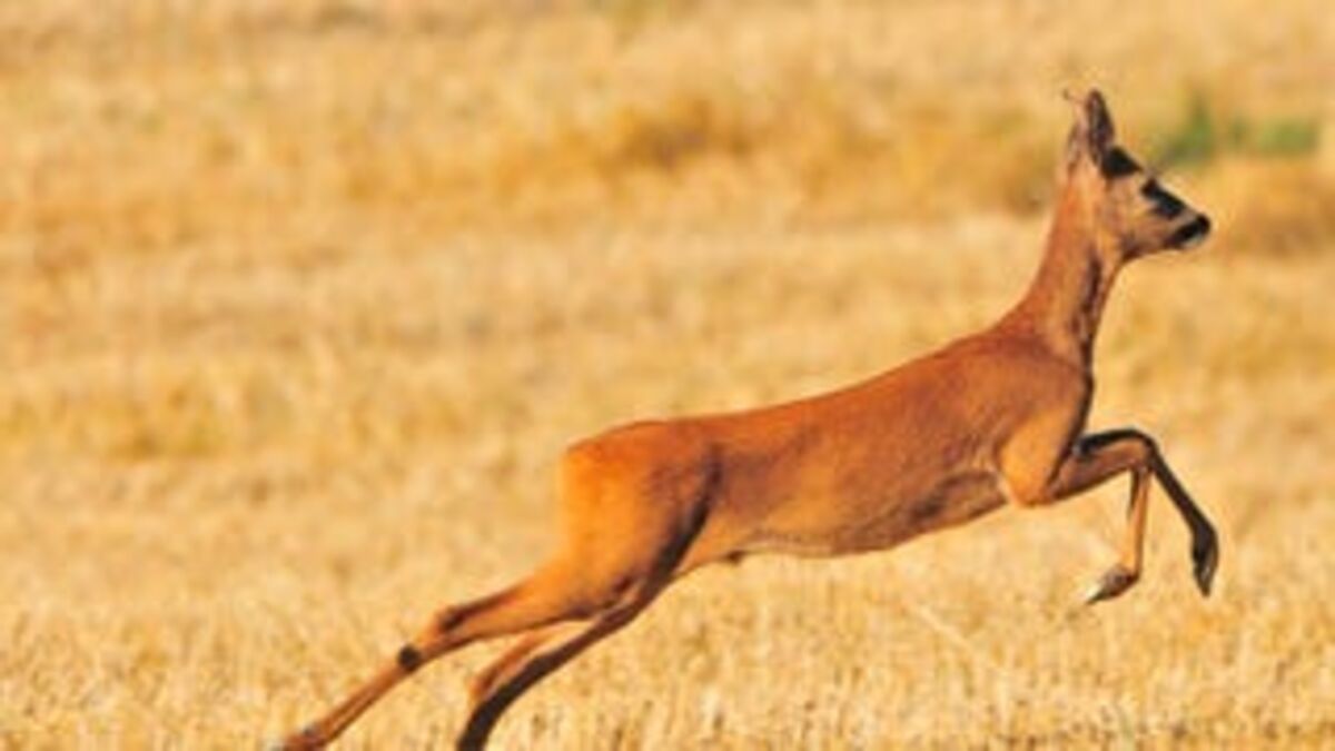Frolicking Deer Actually Being Driven Mad By Ticks