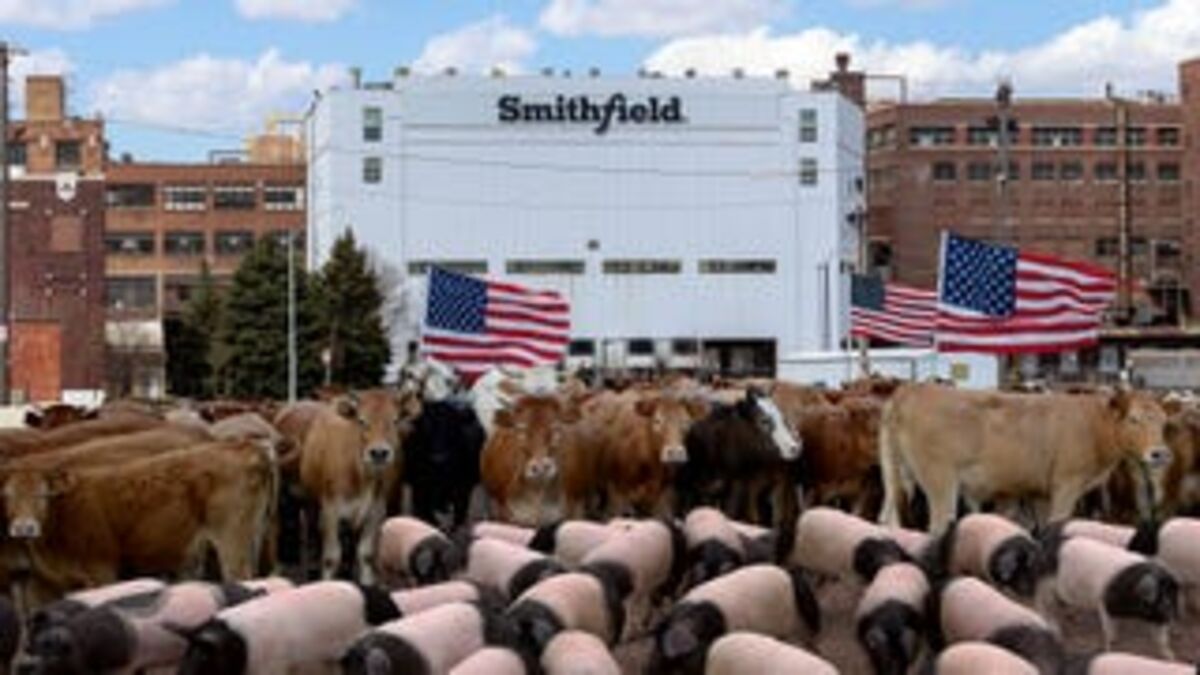 Thousands Of Pigs, Cattle Across Nation Stage Walkout Strike Following ...