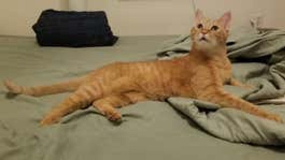 Goose the Cat of Captain Marvel Is Proof Ginger Cats Rule