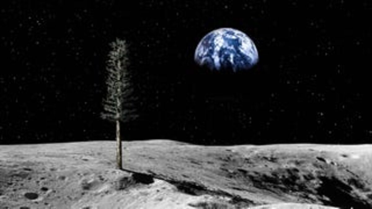 NASA Builds 4G Tower On Moon Tastefully Disguised As Pine Tree