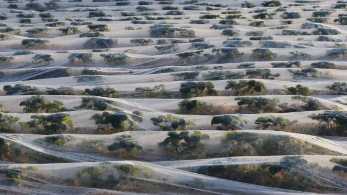 Plants Can Absorb Tiny Plastic Pieces Through Their Roots