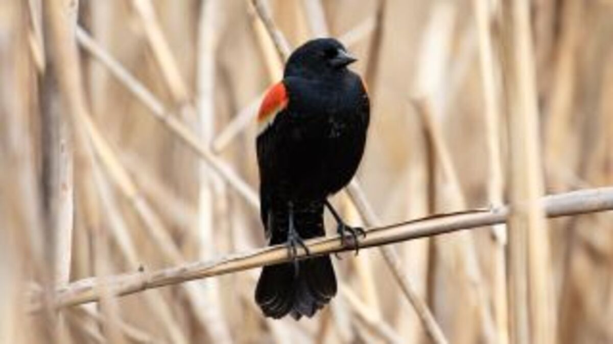 You Only Have Yourself to Blame If a Bird Attacks You