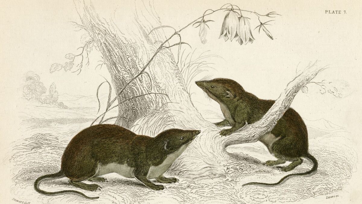 The Chinese Northern Tree Shrew can beat you in a hot pepper-eating contest