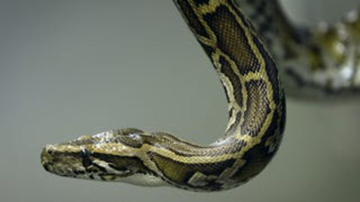 A 17-Foot Female Python Was Caught & Killed in Florida