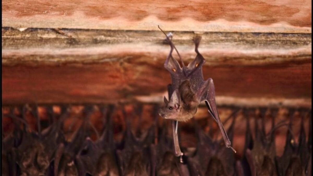 Really Into Bats? You Need This Bat-Locator App