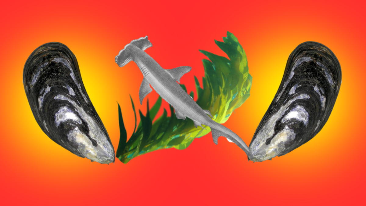 It's About Time for Another Communist Revolution (If You're a Mollusk)