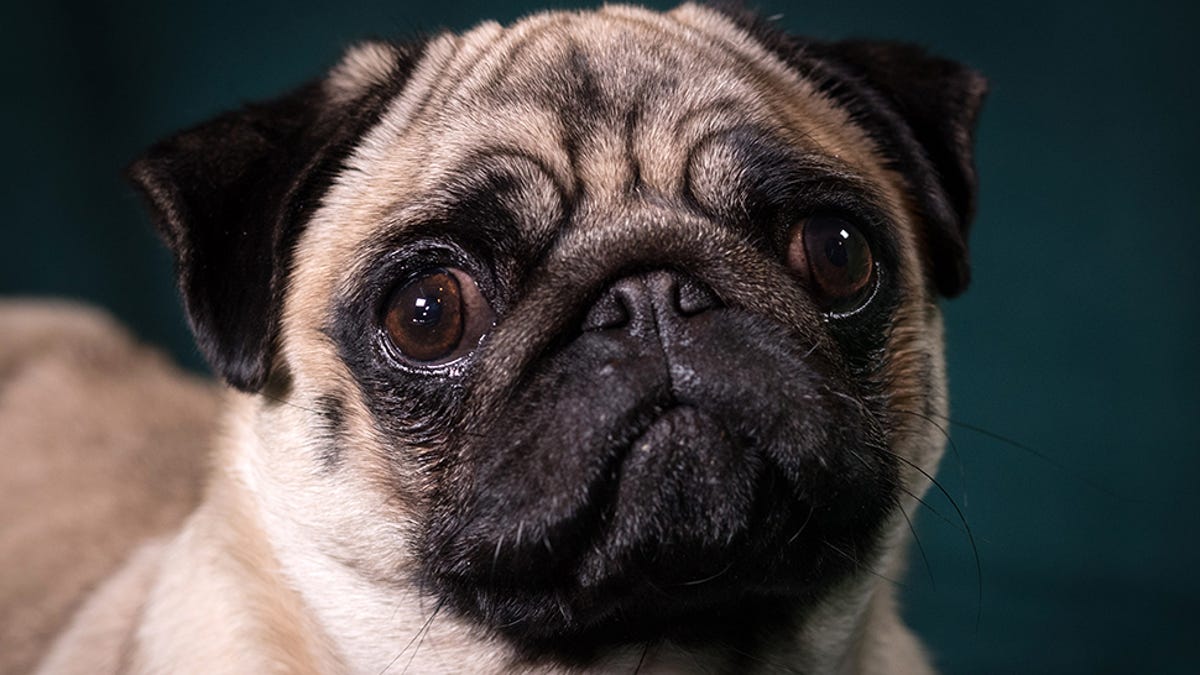 Study Identifies the Likely Genetic Mutation Responsible for Smooshed ... Study Identifies the Likely Genetic Mutation Responsible for Smooshed ...