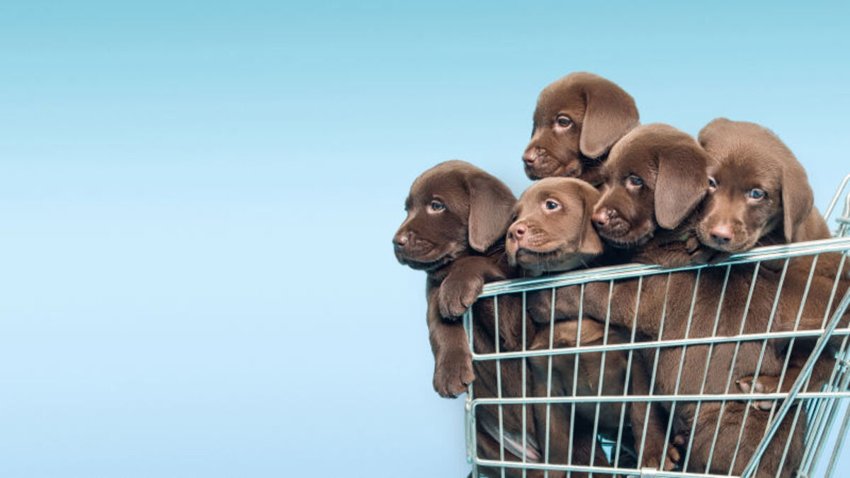 Publix grocer stores signs explain "no dogs in carts" policy