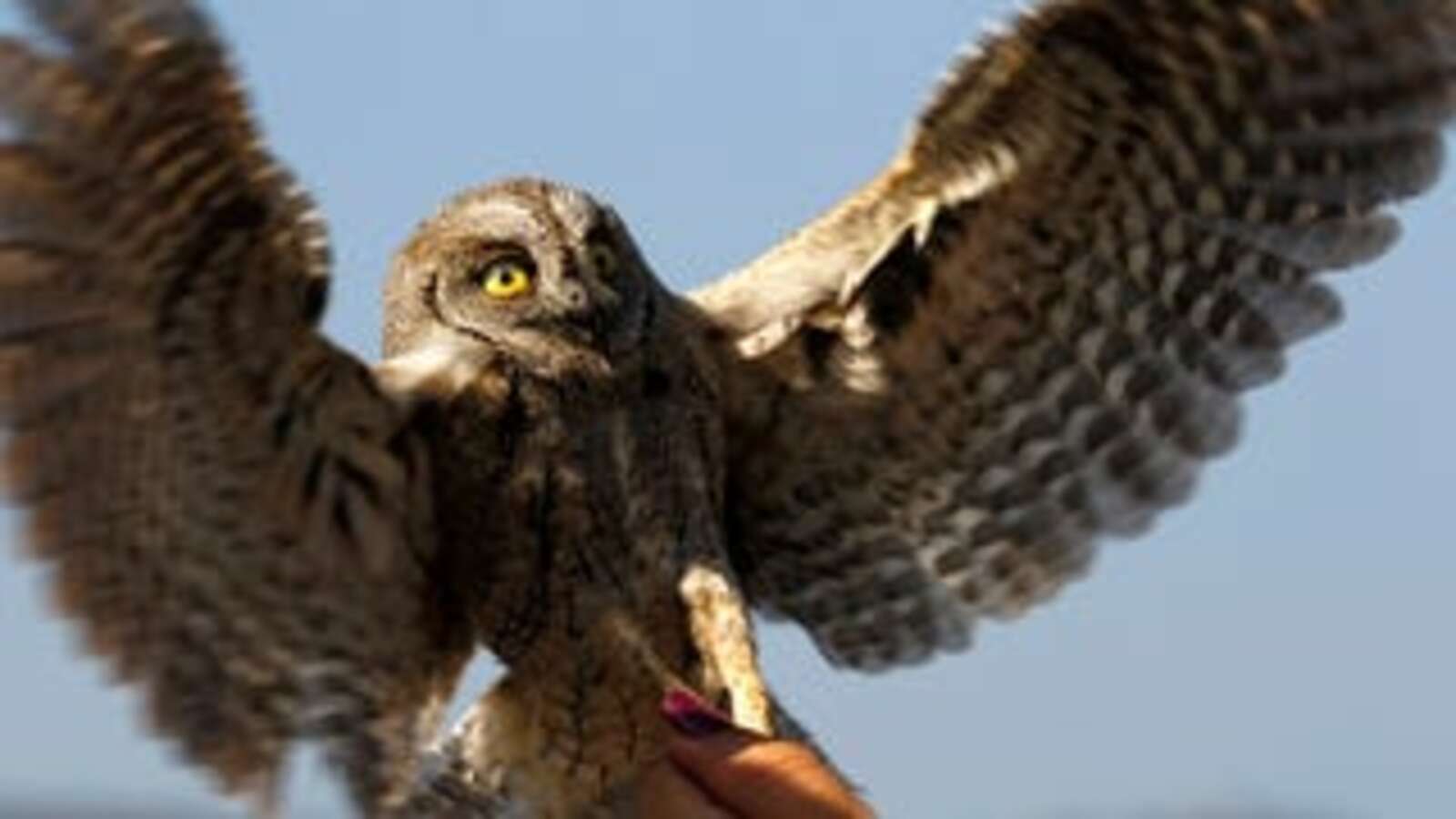 The unbelievably silent flight of owls inspired scientists to create a ...
