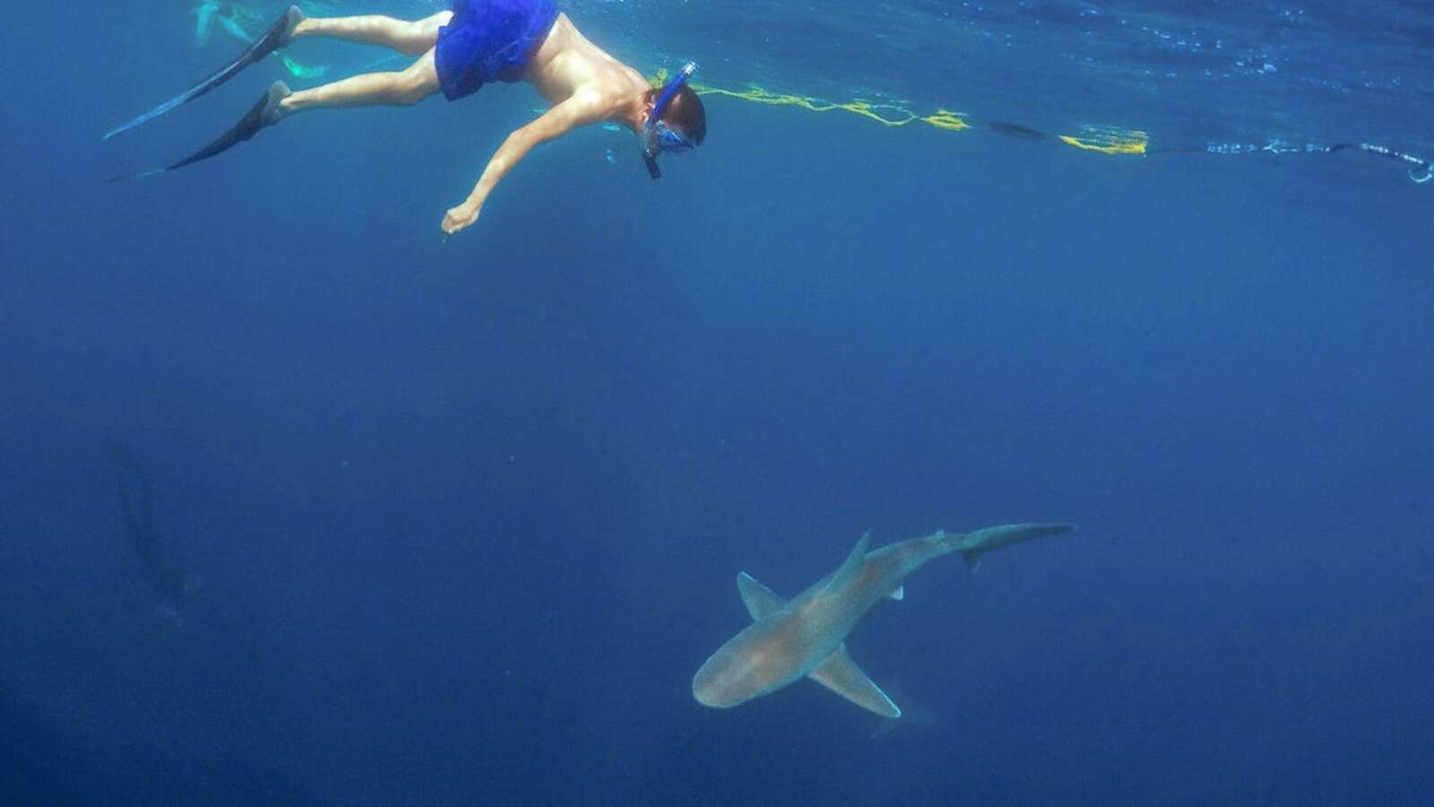 Shark Week 2018: The US Navy developed a "shark repellant" during WWII