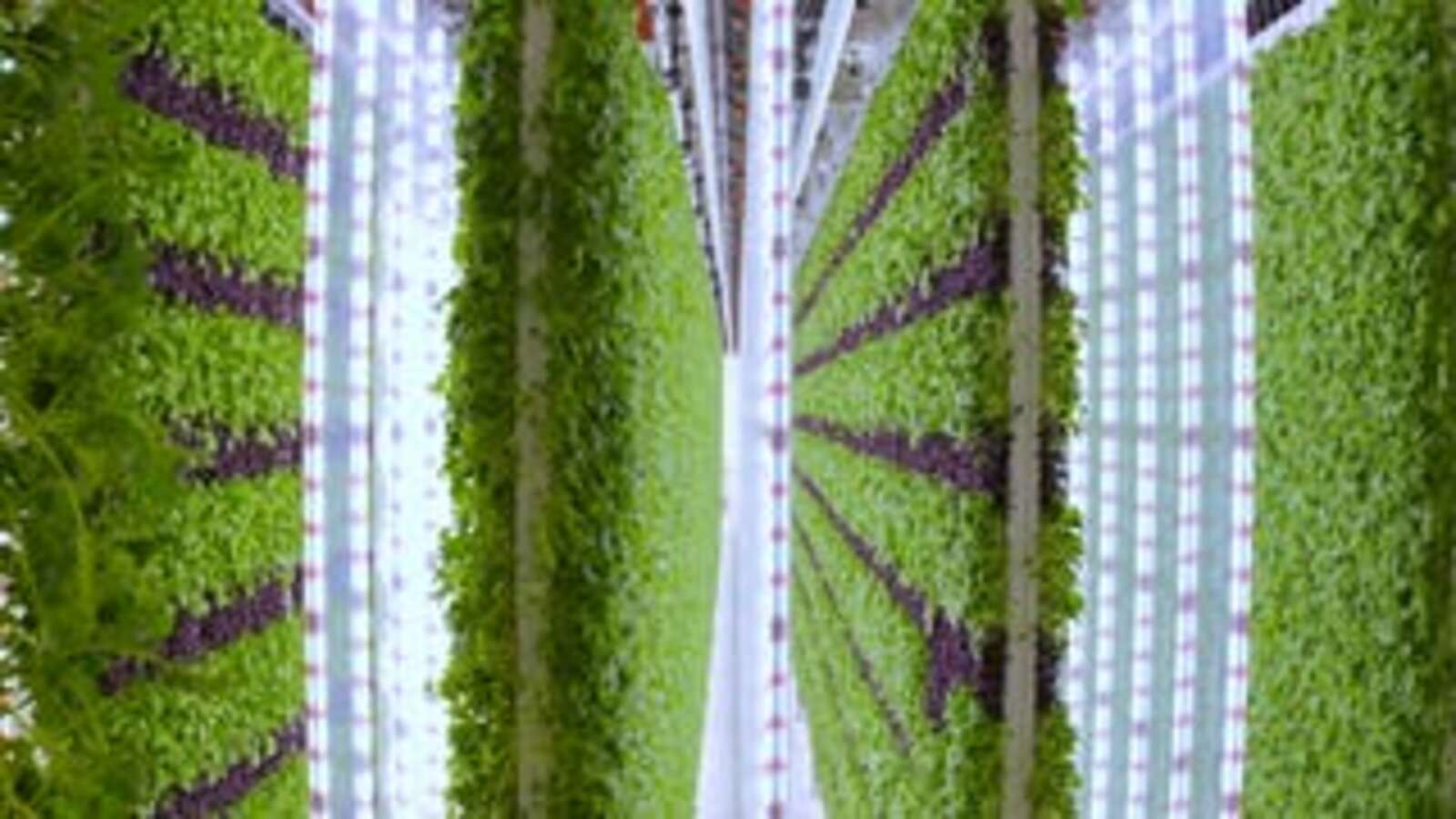 Why Walmart is investing in Plenty a vertical farming company