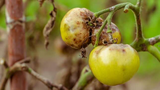 Signs That Something's Wrong in Your Garden