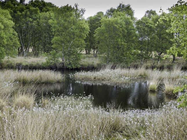 The Enduring Mystery of Bog Mummies