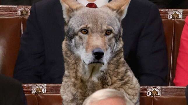 Democratic Congressman Protests Trump’s Environmental Policies By ...