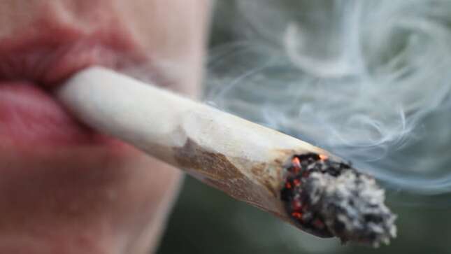 Researchers Find High Levels of Feces In Spanish Cannabis